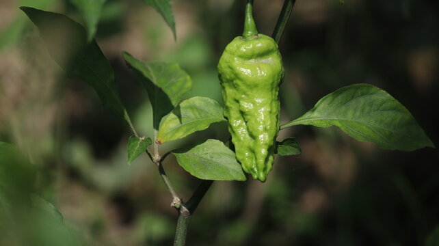 Bhut Images – Browse 1,096 Stock Photos, Vectors, and Video | Adobe Stock