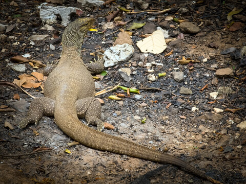 Komodo-Waran Bilder – Durchsuchen 29,412 Archivfotos, Vektorgrafiken ...