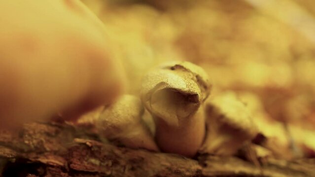 Squishing Images – Browse 8,627 Stock Photos, Vectors, and Video ...