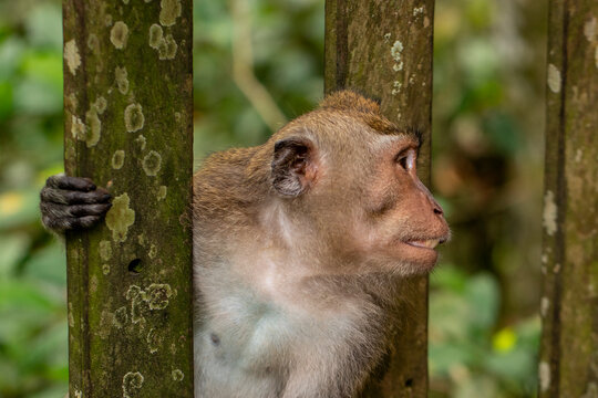 รูปภาพCynomolgus – เลือกดูภาพถ่ายสต็อก เวกเตอร์ และวิดีโอ22,997 | Adobe ...