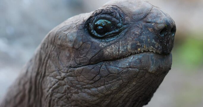 "Aldabra Giant Tortoise" Images – Browse 2,621 Stock Photos, Vectors ...