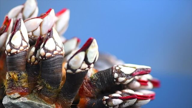 "Goose Barnacles" Images – Browse 3,009 Stock Photos, Vectors, and ...