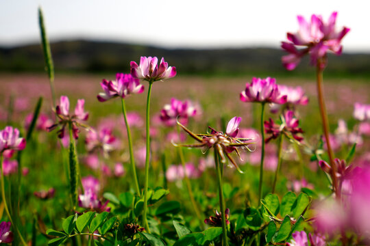 Astragalus Sinicus"」の写真素材 | 1,231件の無料イラスト画像 | Adobe Stock