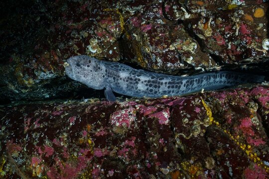Baby Wolf Eel