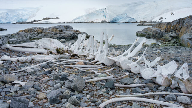 "Whale Bones" Images – Browse 637 Stock Photos, Vectors, and Video ...