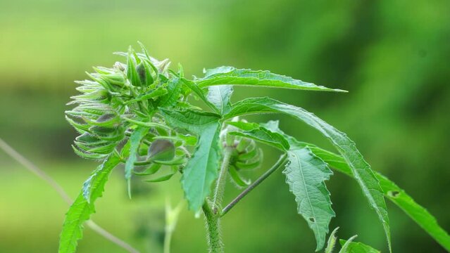 Ambrette Images – Browse 74 Stock Photos, Vectors, and Video | Adobe Stock