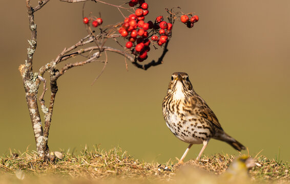 Throstle bilder – Bläddra bland 10,250 stockfoton, vektorer och videor ...