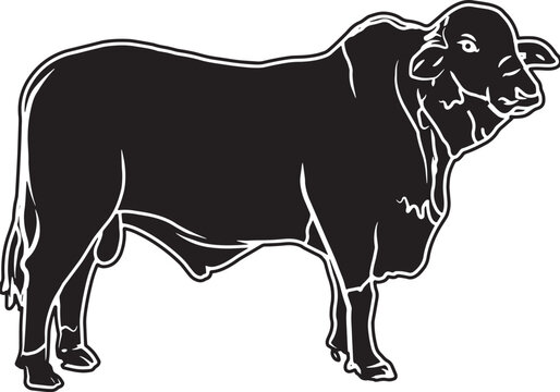 "Brahman Bull" bilder – Bläddra bland 44 stockfoton, vektorer och ...