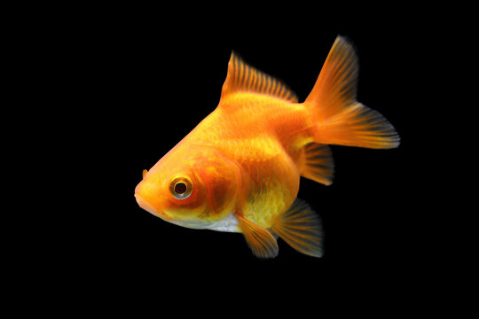 รูปภาพGoldenfish – เลือกดูภาพถ่ายสต็อก เวกเตอร์ และวิดีโอ950 | Adobe Stock