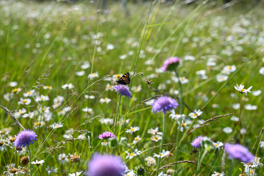 "Summer Meadow" Images – Browse 3,097 Stock Photos, Vectors, and Video ...