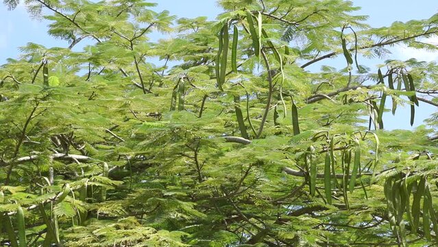 「Semarak」の写真素材 | 42件の無料イラスト画像 | Adobe Stock