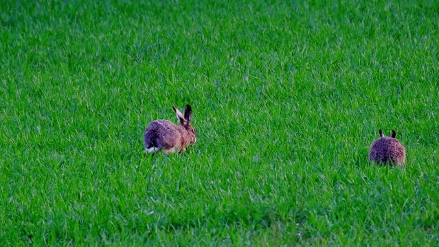 Imagens de Lagomorph – Explore Fotografias do Stock, Vetores e Vídeos ...
