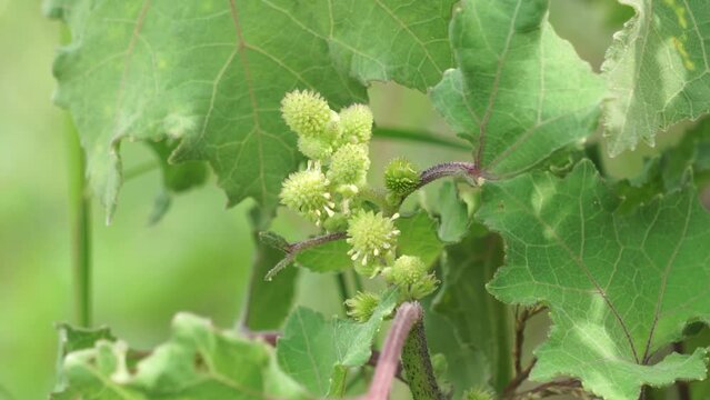 รูปภาพAndi – เลือกดูภาพถ่ายสต็อก เวกเตอร์ และวิดีโอ158 | Adobe Stock