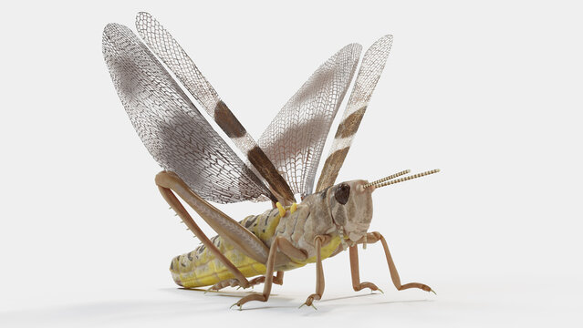 Locust Flying
