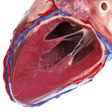 Endocardium bilder – Bläddra bland 350 stockfoton, vektorer och videor ...