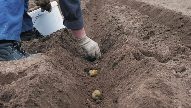 Sprouted Potatoes Images – Browse 38,687 Stock Photos, Vectors, and ...