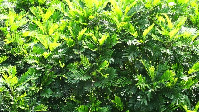 Sabun Images – Browse 754 Stock Photos, Vectors, and Video | Adobe Stock