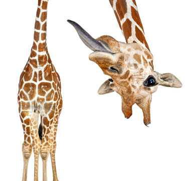 "Head Down" Images – Browse 2,657 Stock Photos, Vectors, and Video ...