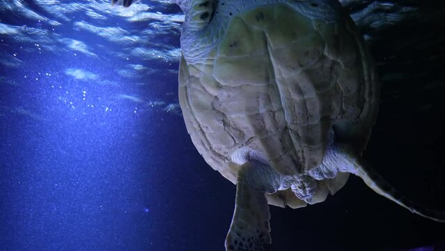 "Tropical Life" Images – Browse 5,046 Stock Photos, Vectors, and Video ...