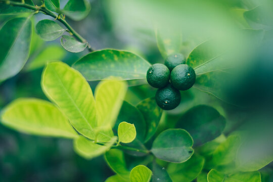 Kalamansi Images – Browse 8,673 Stock Photos, Vectors, and Video ...