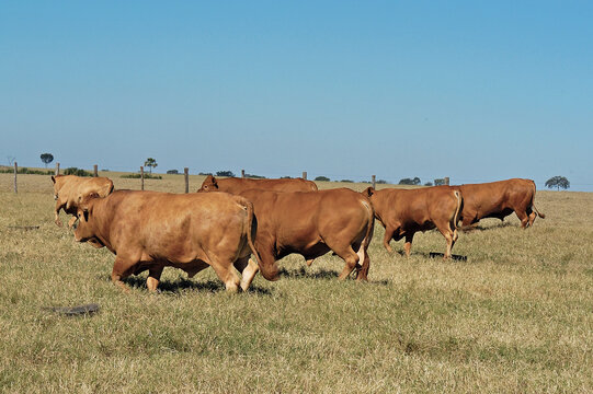 "Boi - Images et vidéos libres de droits | Adobe Stock