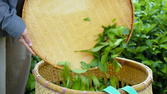 "Winnowing Basket" Images – Browse 96 Stock Photos, Vectors, and Video ...