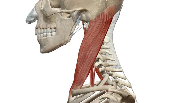 "Scalene Muscles" Images – Browse 1,066 Stock Photos, Vectors, and ...