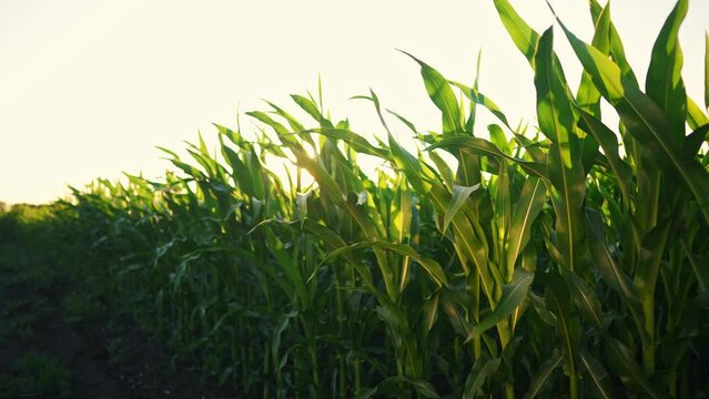 "Maize Crop" Images – Browse 201 Stock Photos, Vectors, and Video ...