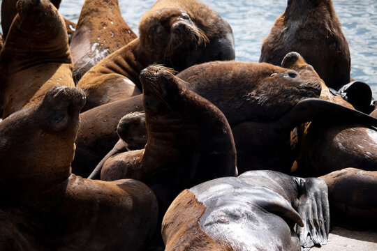 Sailor Animals Bilder – Durchsuchen 29,561 Archivfotos, Vektorgrafiken ...