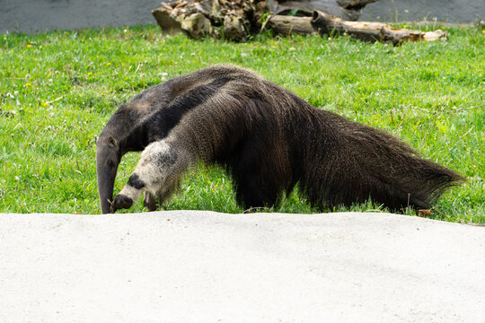 Afbeeldingen over Vermilingua – Blader in stockfoto's, vectoren en ...