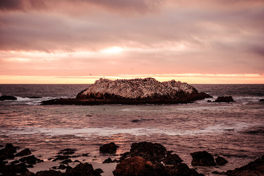 "Bird Rocks" Images – Browse 871 Stock Photos, Vectors, and Video ...