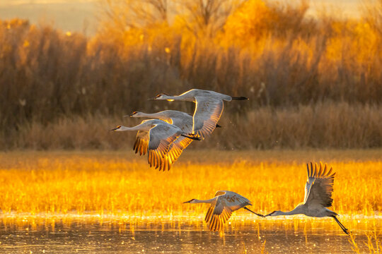 Schnacke Bilder – Durchsuchen 6,746 Archivfotos, Vektorgrafiken und ...