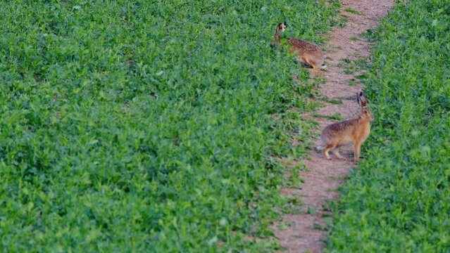 Imagens de Lagomorph – Explore Fotografias do Stock, Vetores e Vídeos ...