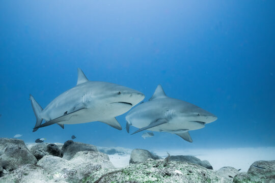 "Bull Shark" Images – Browse 2,096 Stock Photos, Vectors, and Video ...