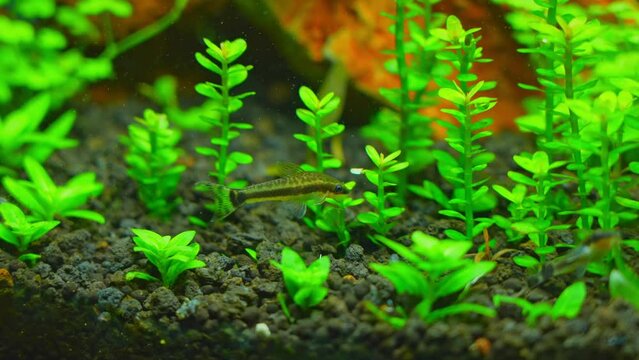 Loricariidae Bilder – Durchsuchen 288 Archivfotos, Vektorgrafiken und ...