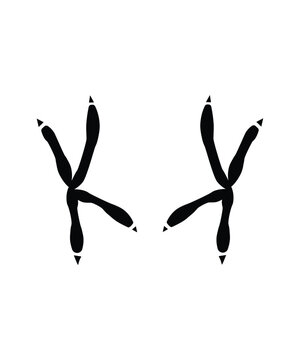 Owl Footprint Images – Browse 558 Stock Photos, Vectors, and Video ...