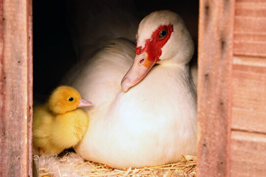 Patito Billeder – Gennemse 1,733 stockfotos, vektorer og videoer ...