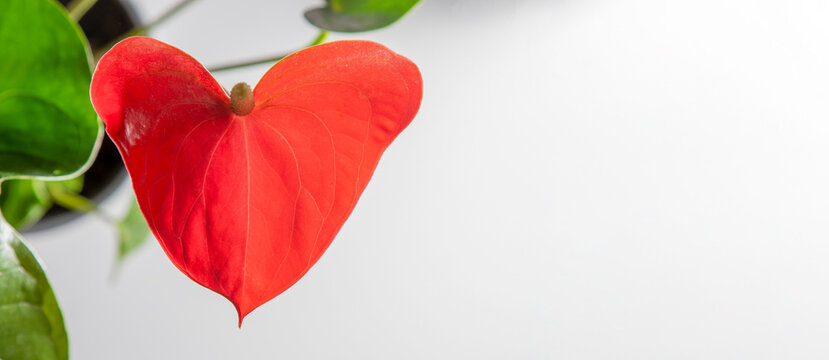 Frower Bilder – Durchsuchen 572 Archivfotos, Vektorgrafiken und Videos ...