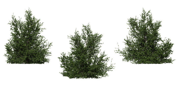 รูปภาพShrub – เลือกดูภาพถ่ายสต็อก เวกเตอร์ และวิดีโอ3,086,120 | Adobe Stock