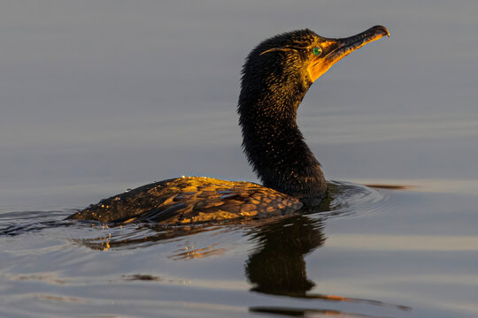 Afbeeldingen over "Double-Crested Cormorant" – Blader in stockfoto's ...