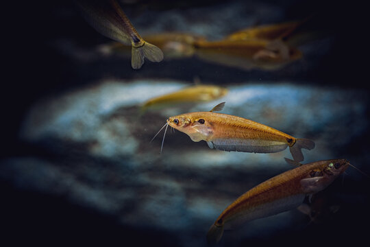 "Ompok Bimaculatus" Images – Browse 23 Stock Photos, Vectors, and Video ...