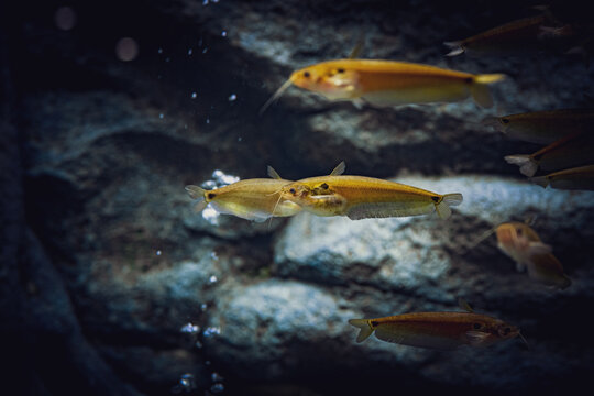 "Ompok Bimaculatus" Images – Browse 23 Stock Photos, Vectors, and Video ...