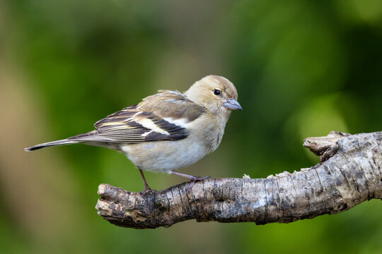 Fringilla Images – Browse 12,630 Stock Photos, Vectors, and Video ...