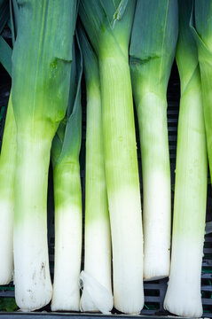 รูปภาพLeeks – เลือกดูภาพถ่ายสต็อก เวกเตอร์ และวิดีโอ128,109 | Adobe Stock