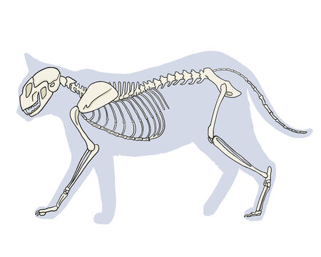 Manubrium bilder – Bläddra bland 19,771 stockfoton, vektorer och videor ...