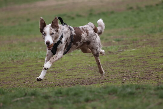 Red Merle Border Collies