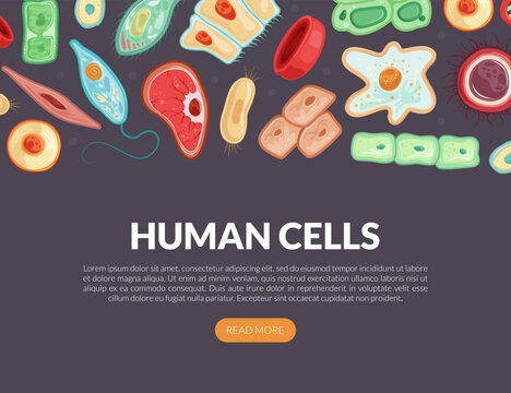 รูปภาพCentriole – เลือกดูภาพถ่ายสต็อก เวกเตอร์ และวิดีโอ496 | Adobe Stock
