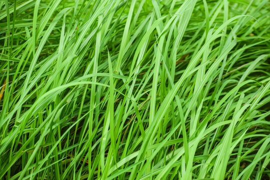 "Green Grass Background" Images – Browse 2,760 Stock Photos, Vectors ...