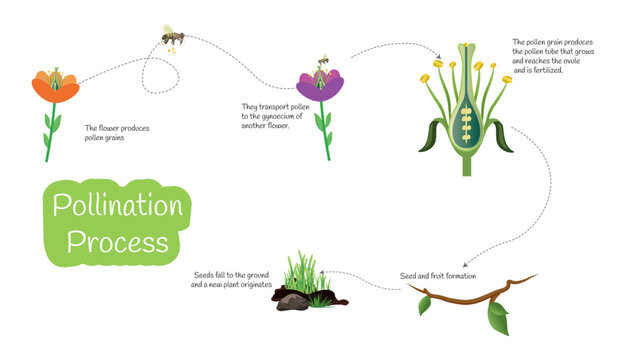 Steps To Cross Pollination