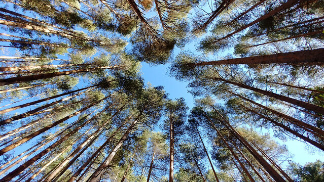 รูปภาพAfforest – เลือกดูภาพถ่ายสต็อก เวกเตอร์ และวิดีโอ40,939 | Adobe Stock